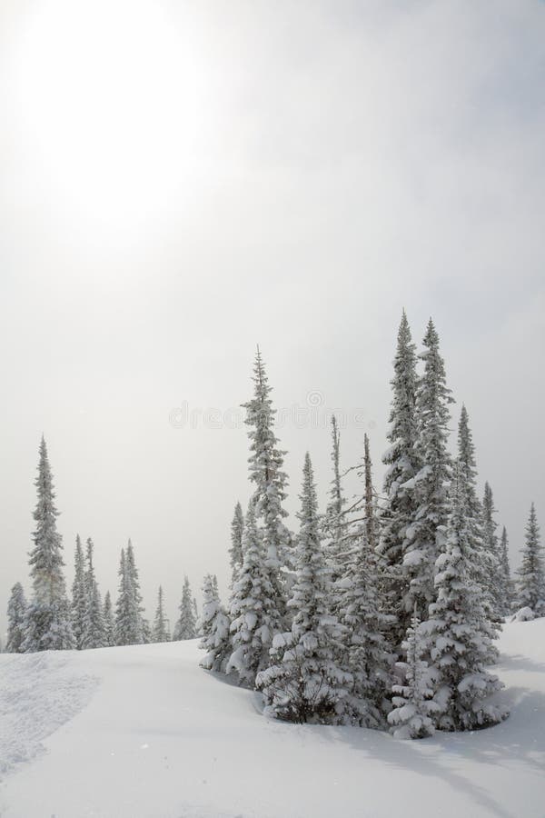 Alpine Slope with Pine Tree Stock Photo - Image of frozen, evergreen ...