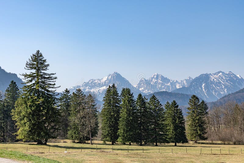 Alpine Snowy Mountains among Green Pine Trees Stock Photo - Image of ...