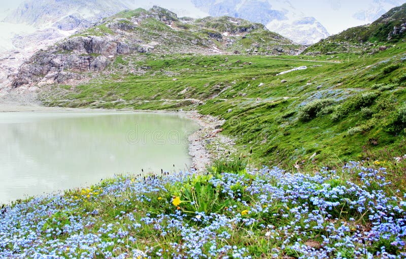 Spring alpine stream stock image. Image of natural, morning - 4606595