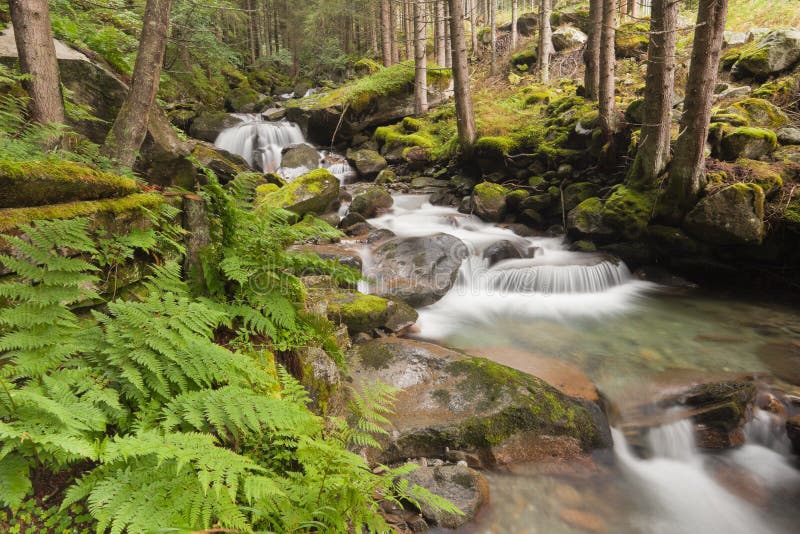 Alpine stream stock photo. Image of forest, mountain - 49347434