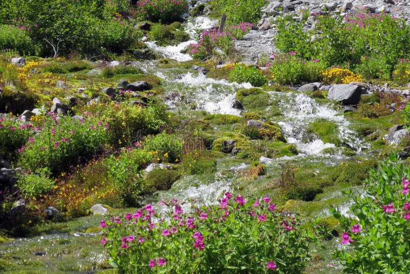 Alpine Stream at Mount Rainier National Park Stock Photo - Image of ...