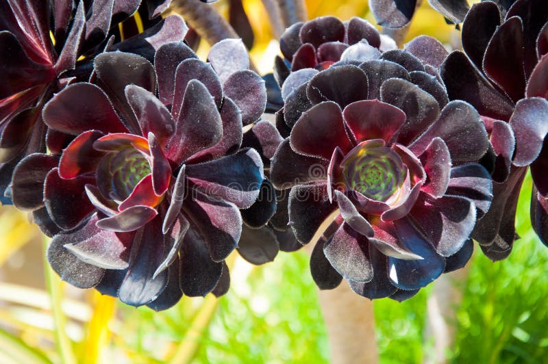 Alpine succulent stock image. Image of closeup, growth - 25435949