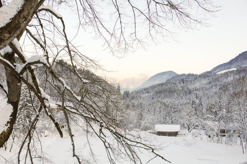 Snowy Alpine Trees XI stock photo. Image of cold, landscape - 36268486