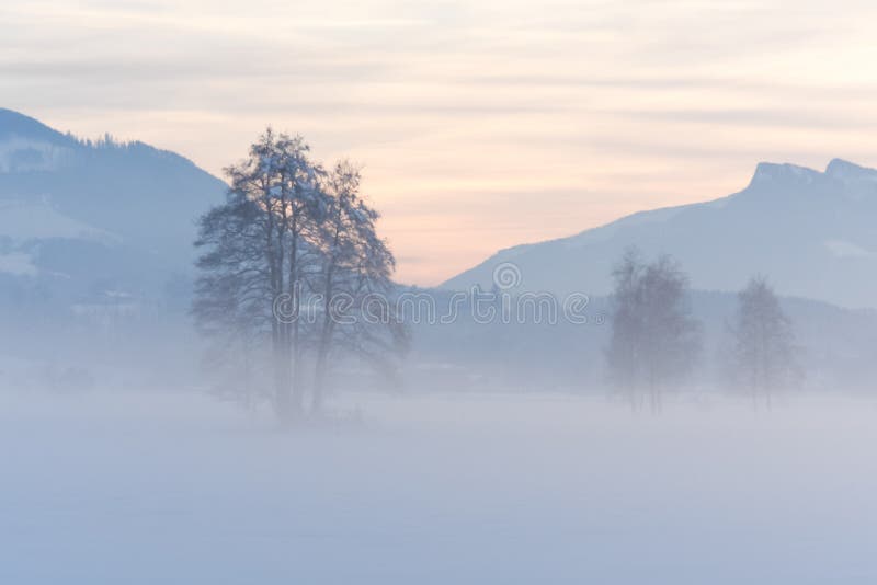 Alpine Sunset and Snowy Field Stock Image - Image of branches, foggy ...