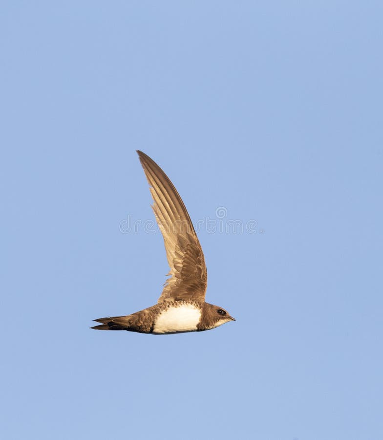 Alpine Swift, Apus melba stock image. Image of nature - 201398167