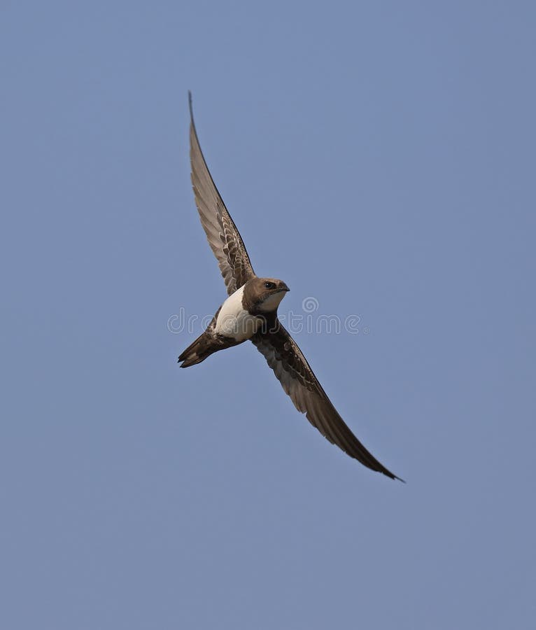 Alpine Swift stock photo. Image of bird, common, lesvos - 54682516