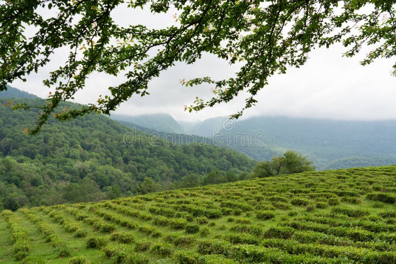 Alpine Tea Harvest. View of the Tea Plantation Stock Image - Image of ...