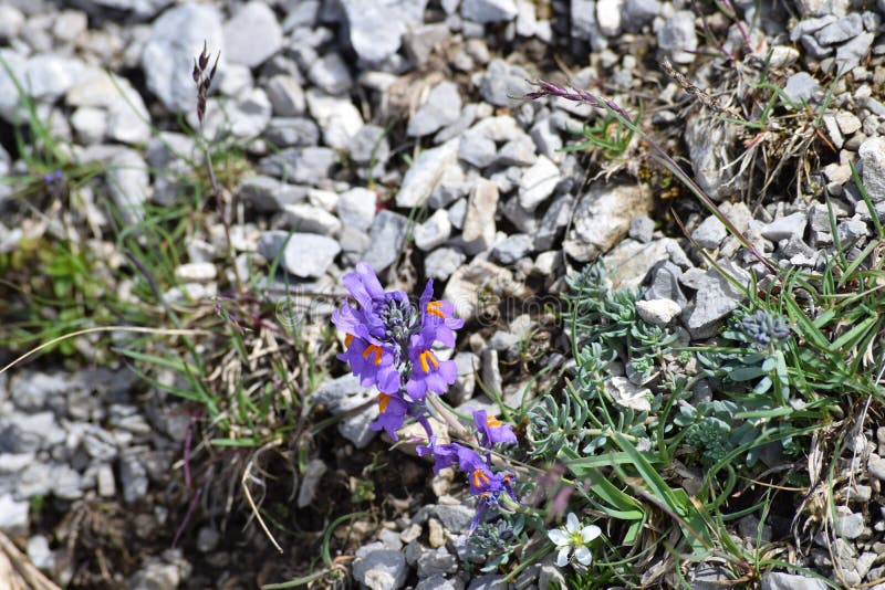 Alpine toadflax stock image. Image of violet, alpina - 153684237