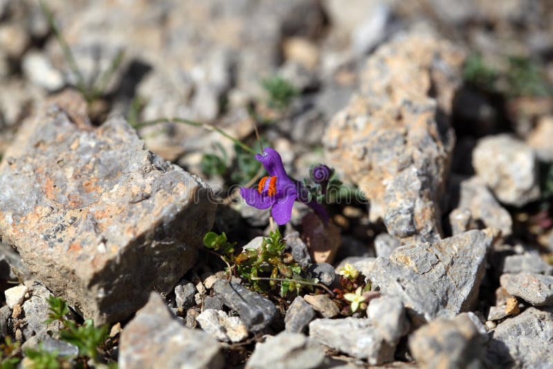 Alpine Toadflax (Linaria Alpina ) Stock Image - Image of plant, detail ...