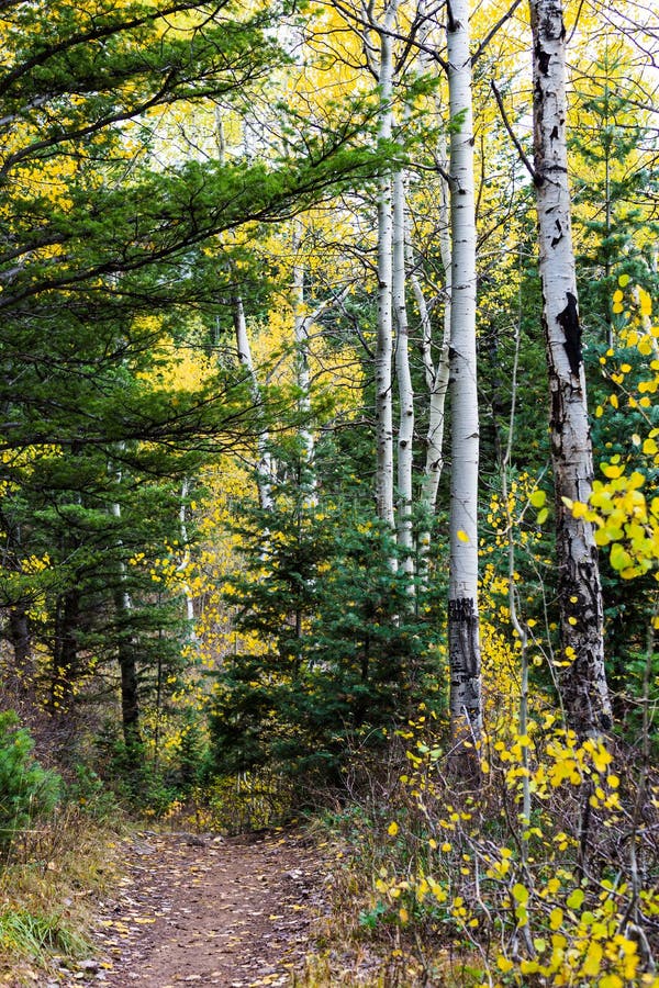 Alpine Trailhead in the Fall, White Aspens, Evergreens Stock Photo ...