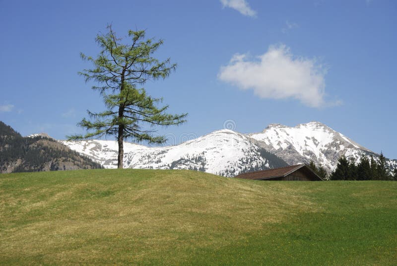 Alpine Tree stock photo. Image of germany, mountain, tree - 25932984