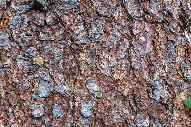 Alpine tree bar stock photo. Image of grungy, backgrounds - 232251684