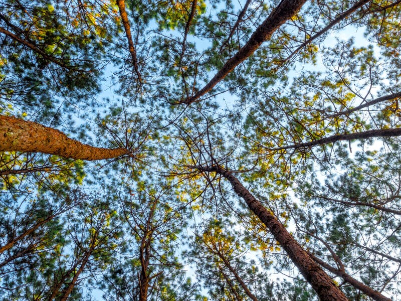 Alpine Tree in the Camping Site, Outdoor Expedition Activity Stock ...