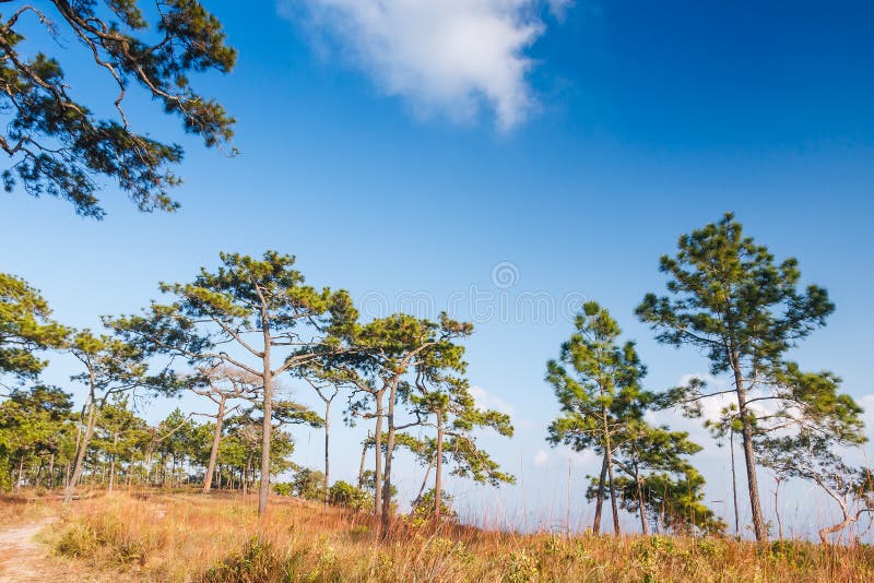 Alpine trees stock image. Image of park, forest, pine - 31640081