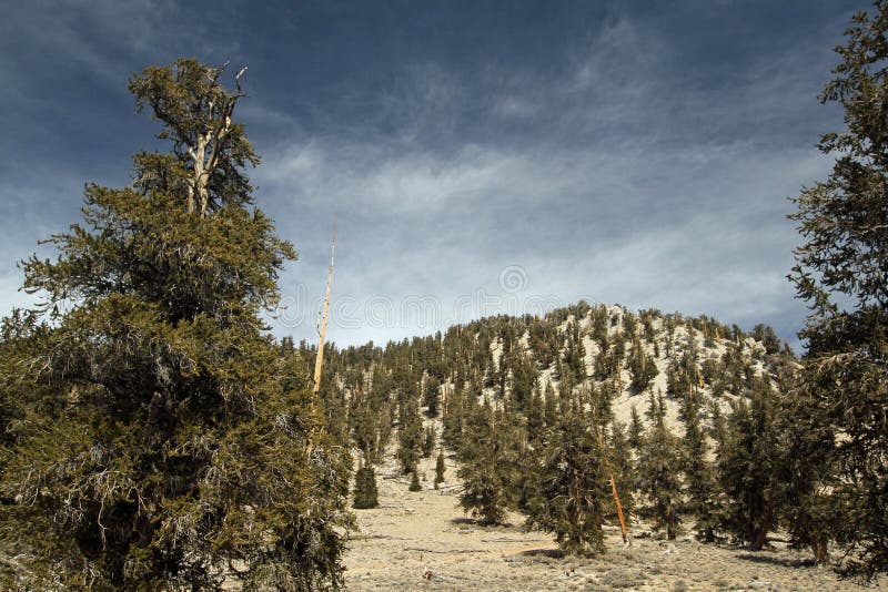Alpine Trees stock image. Image of buckskinman, hike - 52393425