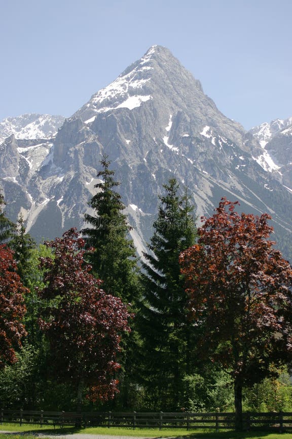 Alpine trees and Mountain stock photo. Image of vertical - 501224
