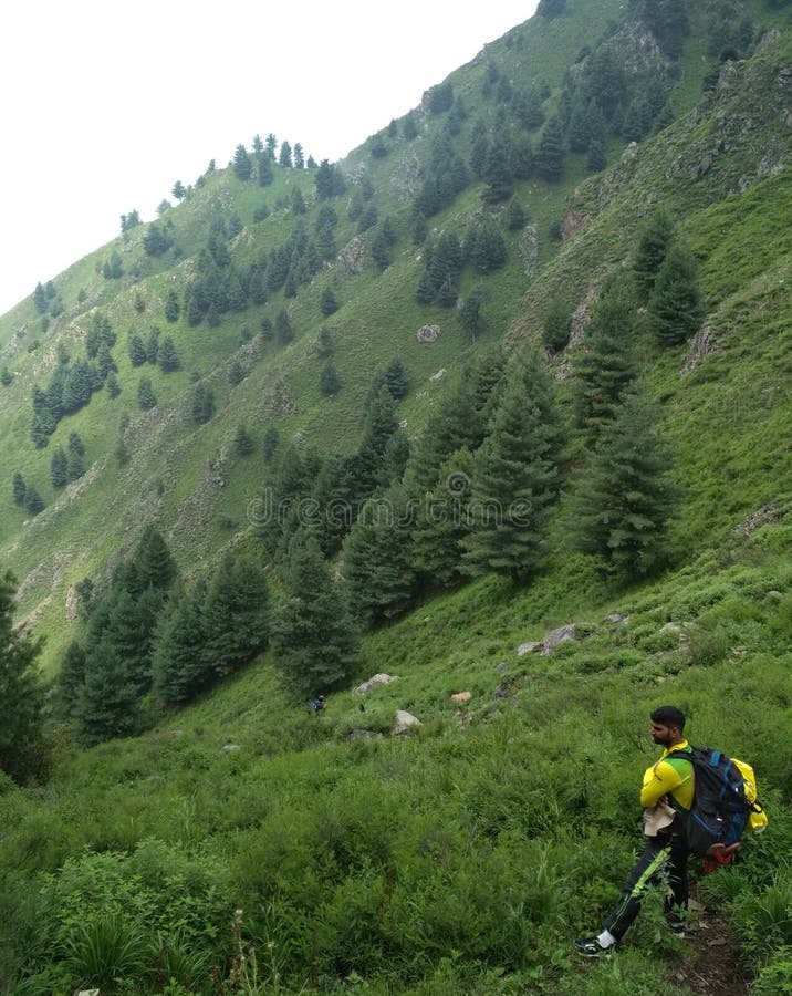 Alpine Trees View Vertically in Valley Editorial Stock Photo - Image of ...