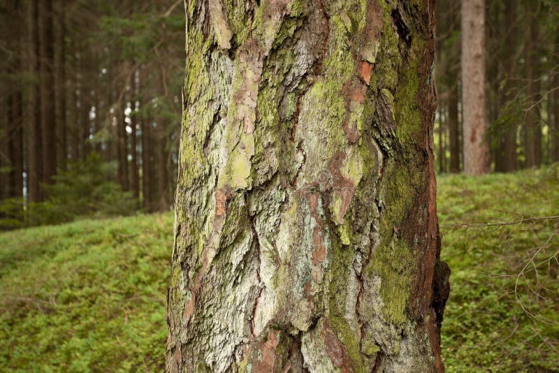 Alpine Undergrowth: Focus on Pine Bark Stock Image - Image of peaceful ...