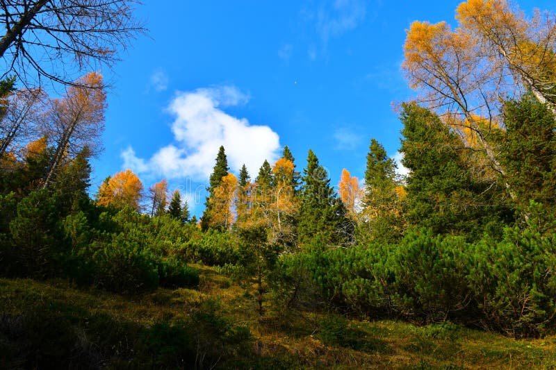 Alpine Vegetation in Autumn with Mugo Pine and Larch Trees Stock Image ...