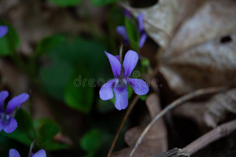 Alpine Violet Deep in the Forests of Hungary Stock Image - Image of ...