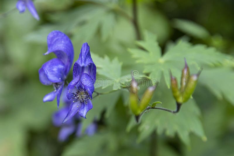 Alpine Violet Flower stock photo. Image of color, poisonous - 259187066