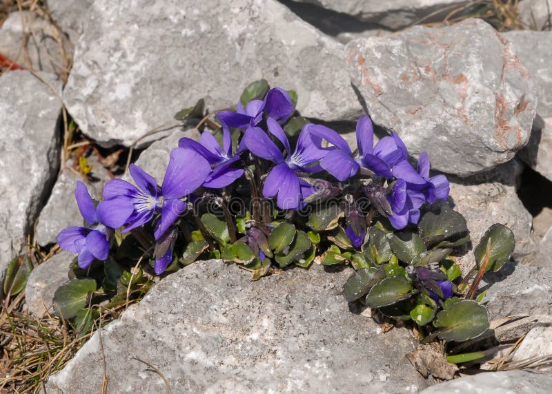 An Alpine Violet in the Austrian Alps Stock Photo - Image of bloom ...