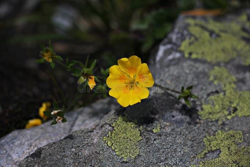 Alpine yellow flowers stock image. Image of nature, yellow - 97189407