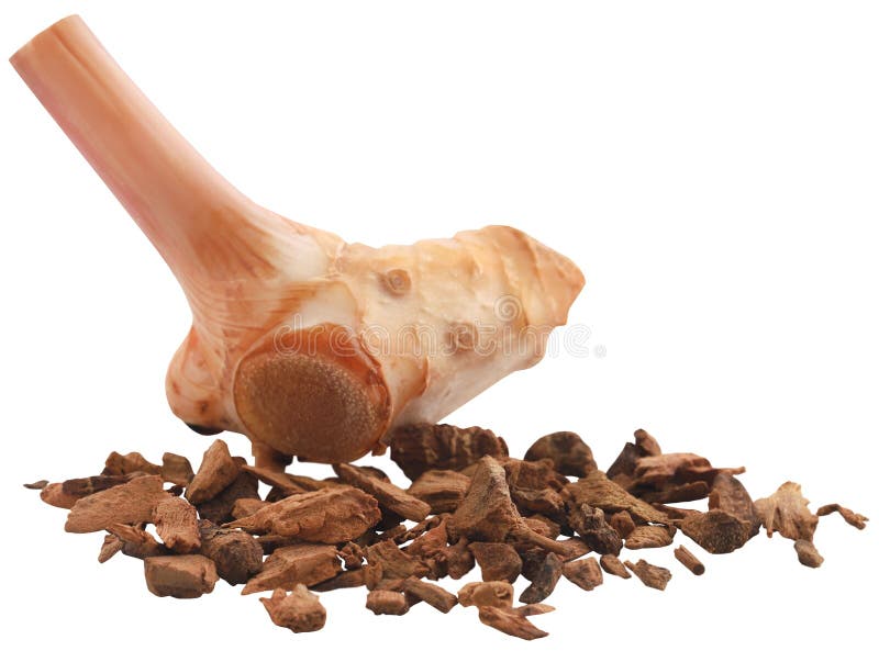 Alpinia Galanga or Aromatic Ginger Stock Photo - Image of condiment ...