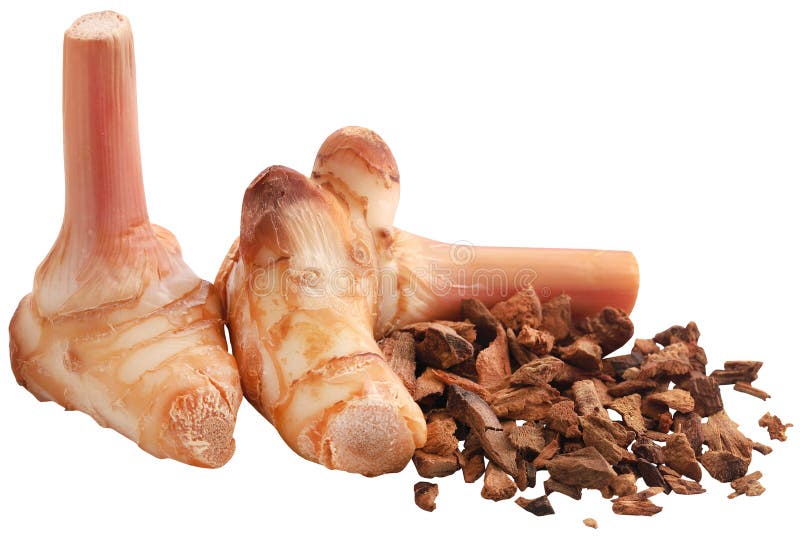 Alpinia Galanga or Aromatic Ginger Stock Photo - Image of rhizome, herb ...