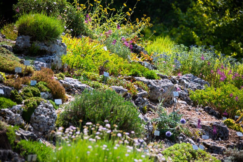 Alpinum at the Botanical Garden, Munich Stock Image - Image of nature ...