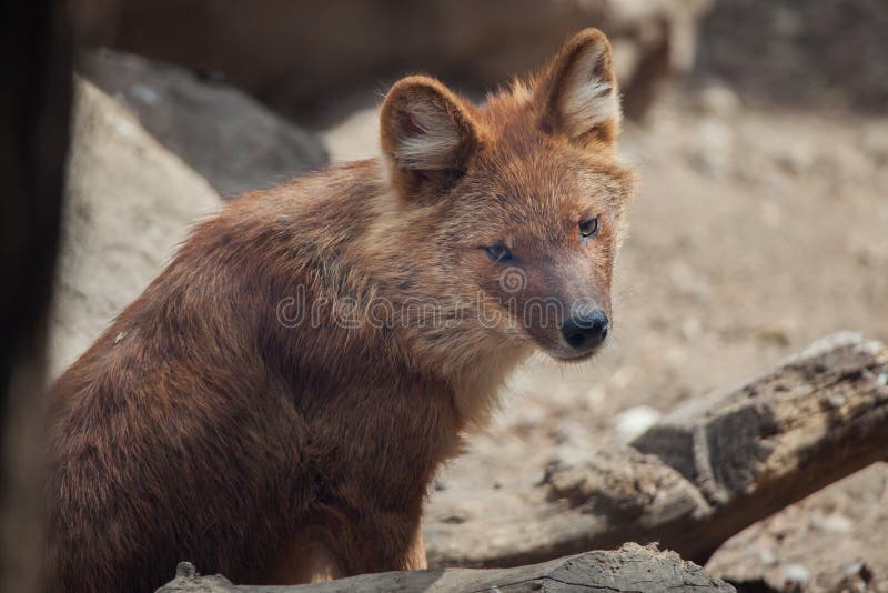 Alpinus Do Alpinus Do Cuon Do Dhole De Ussuri Foto de Stock - Imagem de ...