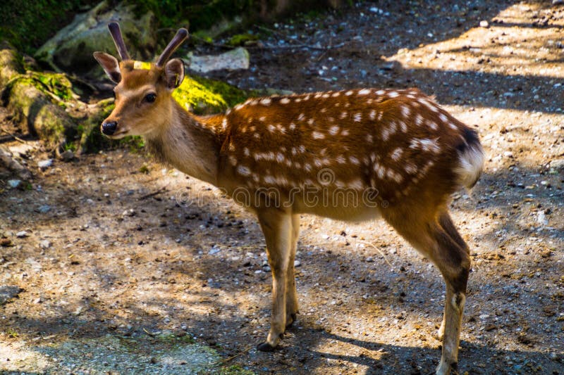 Alps in Animals in swiss stock photo. Image of sika - 230755228