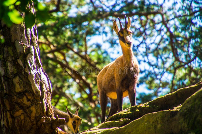 Alps in Animals in swiss stock photo. Image of domestic - 230755316