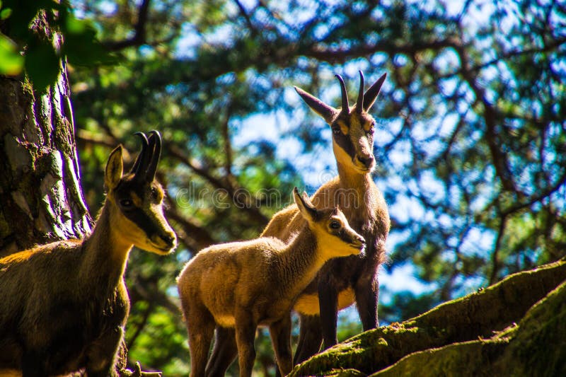 Alps in Animals in swiss stock photo. Image of chamois - 230755356