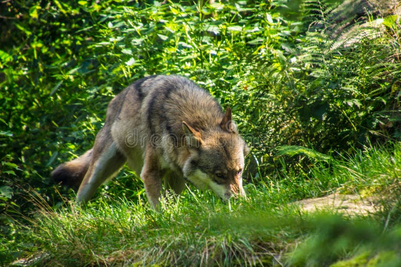 Alps in Animals in swiss stock photo. Image of animal - 230755240