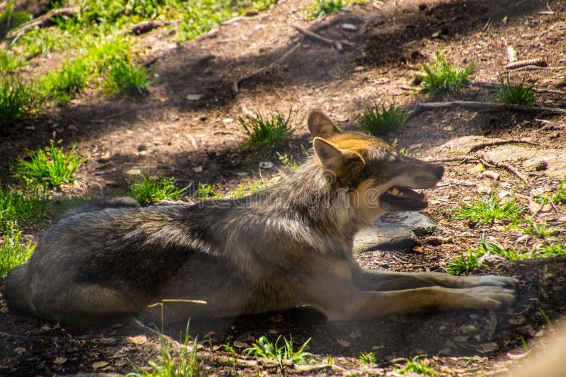 Alps in Animals in swiss stock image. Image of people - 230755369