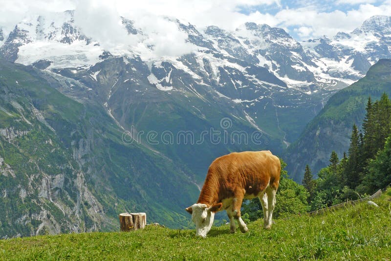 Alps in Switzerland stock image. Image of schreckhorn - 20292515