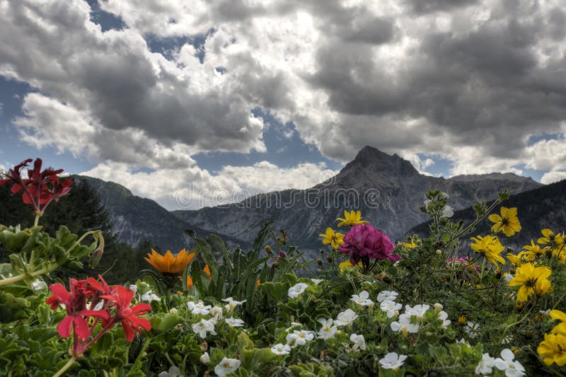 Alps flowers stock photo. Image of colorful, background - 25634532