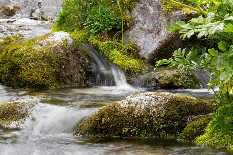 Alps forest stream stock photo. Image of environment - 25499662