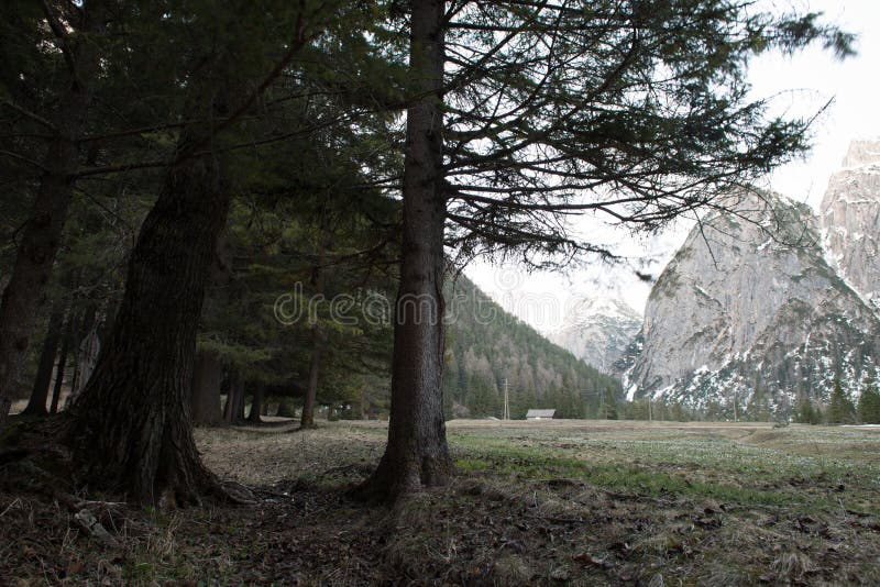The Alps from a Forest in Switzerland Stock Photo - Image of openness ...