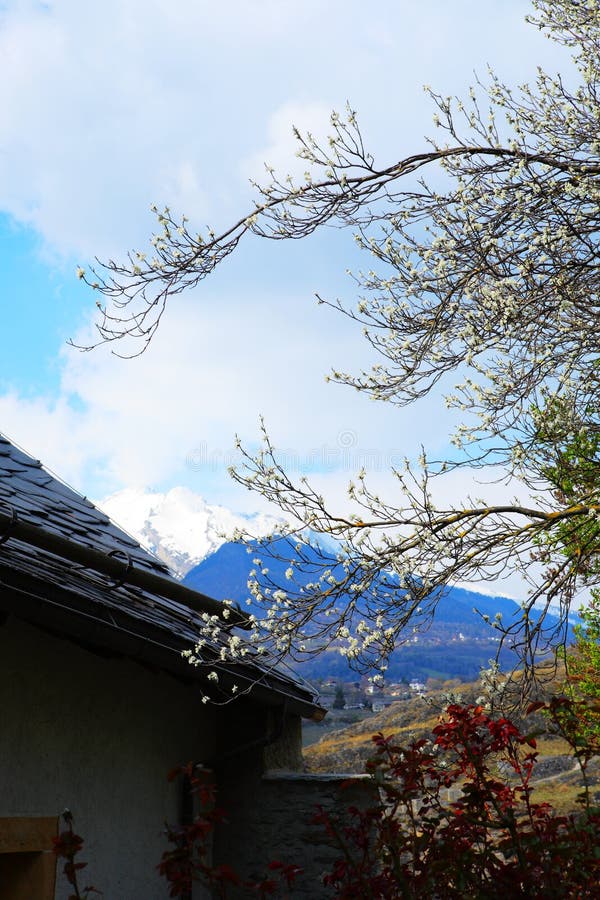 Alps spring stock photo. Image of garden, scenery, blue - 7138756