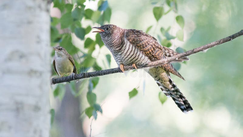 The Already Big Cuckoo Demands Food from Its Breadwinner Stock Photo ...