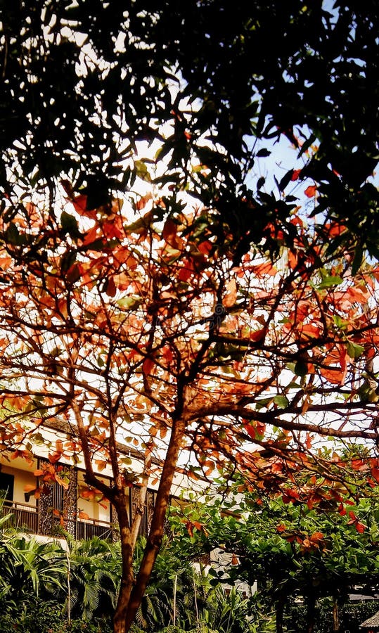 Already Fall but Your Alone Stock Photo - Image of tree, maple: 203658926