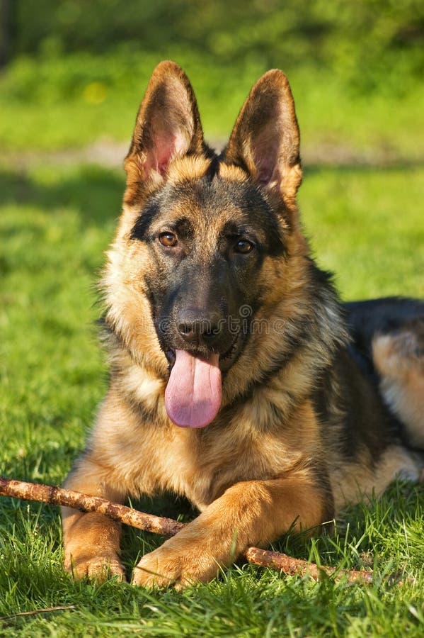 Alsatian stock image. Image of happy, alastian, looking - 12334465