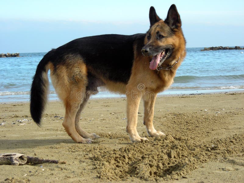 Alsatian dog stock image. Image of shepherd, alsatian - 49925265