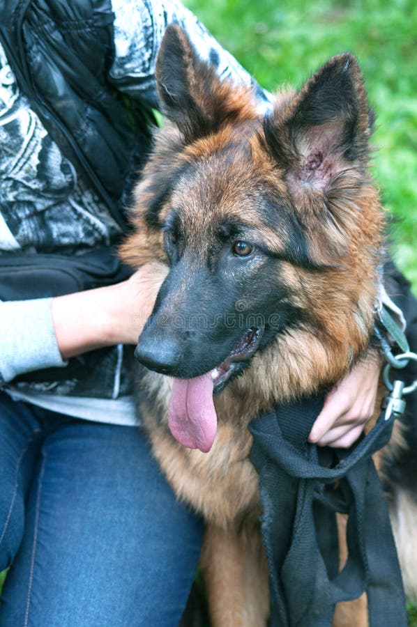 Alsatian stock photo. Image of breed, brown, hold, police - 44519622