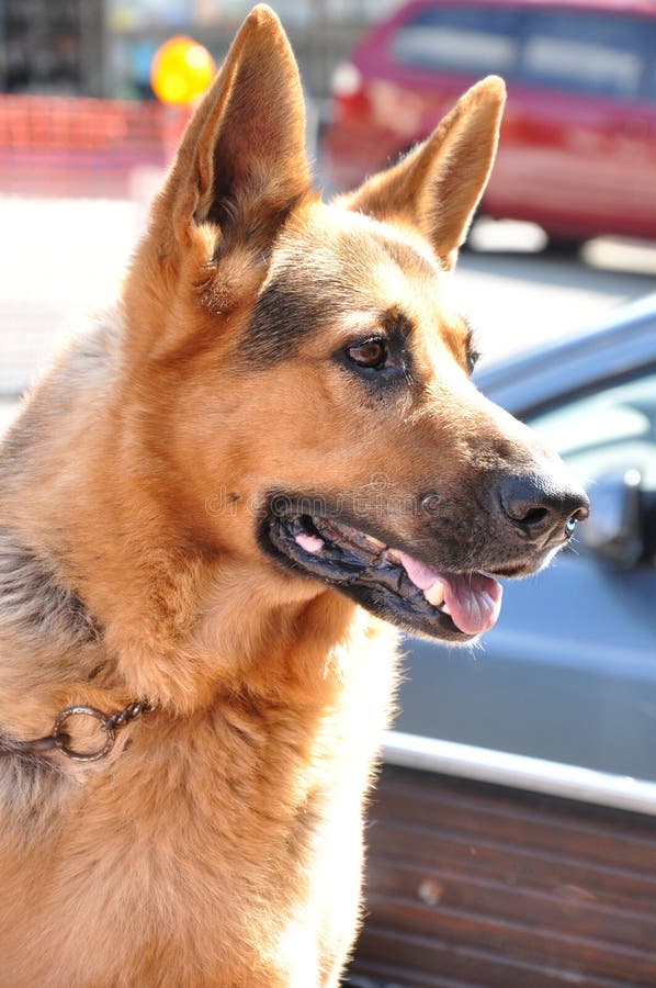 Alsation or German Shepherd Dog Stock Photo - Image of lovely, brown ...