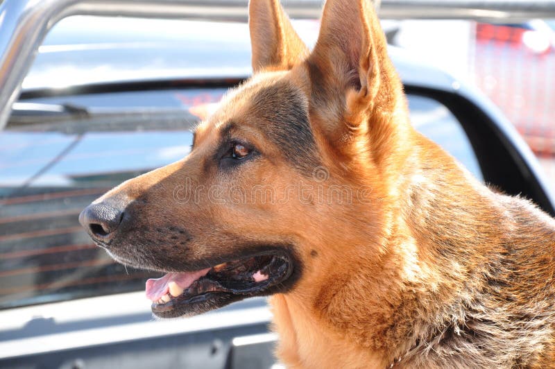 Alsation or German Shepherd Dog Stock Photo - Image of friend, happy ...