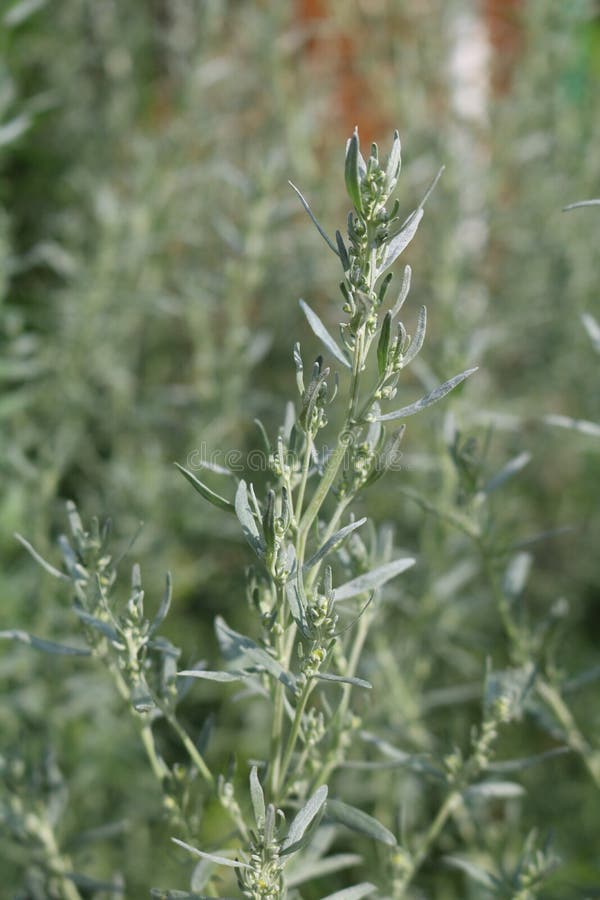 Alsem & X28; Alsem Absinthium& X29; Stock Afbeelding - Image of ...