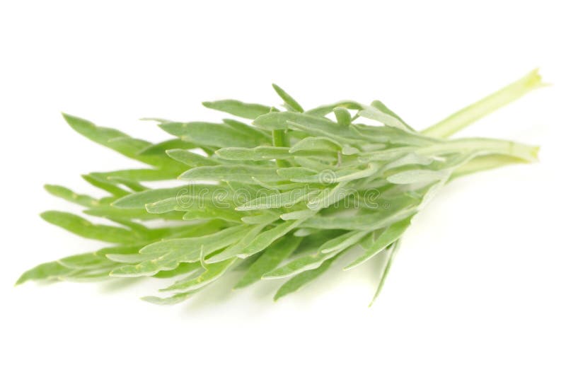 Alsem op Witte Achtergrond stock foto. Image of plantkunde - 18698894